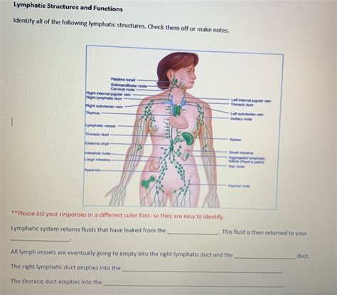 Solved Lymphatic Structures And Functions Identify All Of