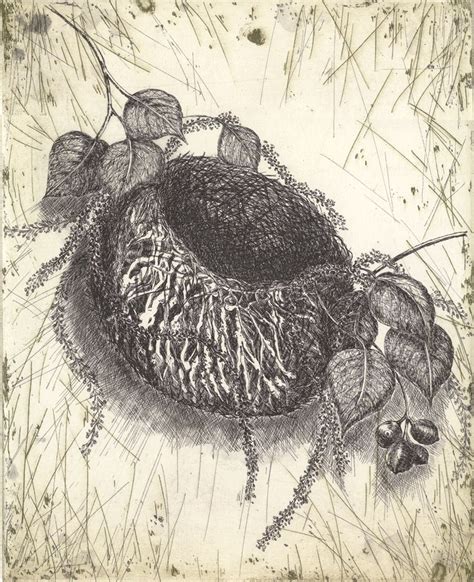 White Plumed Honey Eater Etching Artist Sandi Rigby Australian Birds