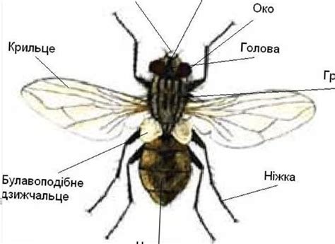 Матеріали до теми Комахи природознавство