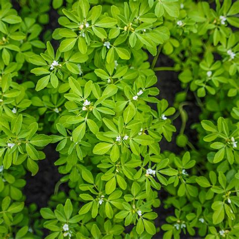 Organic Fenugreek Trigonella Foenum Graecum Annies Heirloom Seeds