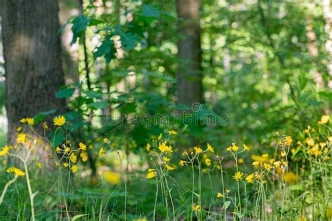 Yellow Flowers In Summer Forest Stock Photo Image Of Plant Nature