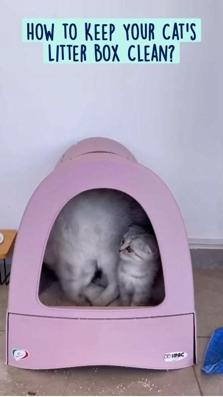 How To Keep Your Cats Litter Box Clean