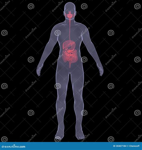 X Ray Picture Of A Person Sore Digestion Stock Illustration