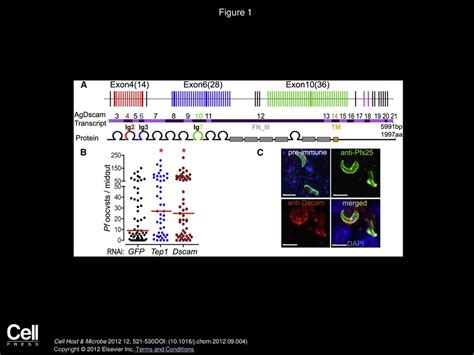 Volume 12, Issue 4, Pages (October 2012) - ppt download