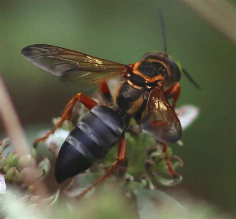 Tachytes Distinctus Tachytes Distinctus Bugguide Net