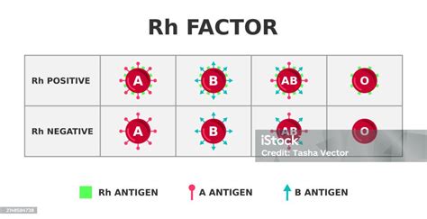 Rh Factor Blood Group System Rh Positive On Rh Negative Stock