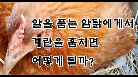 알품는 어미닭에게서 알을 빼앗으면 어떻게 될까 Youtube