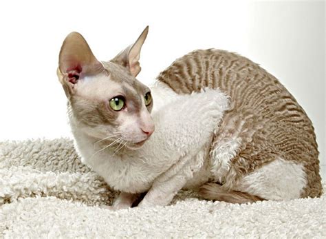 Cornish Rex Cornish Rex Cat Rex Cat Cat Breeds
