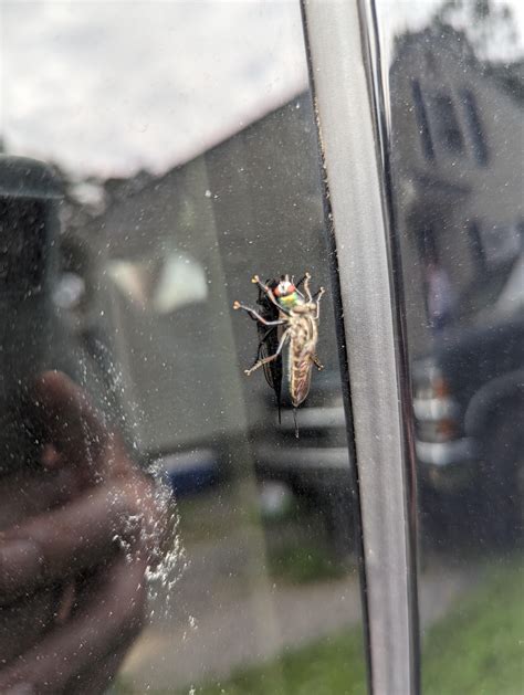 What Is This Bug Is This Bug Eating Or Peeing On The Other Bug R