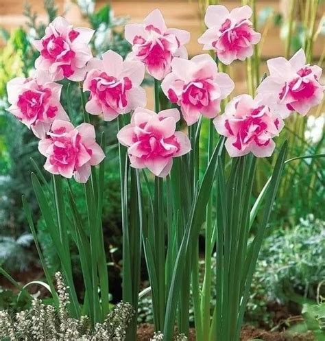 Pin di 棻棻 黃 su 繽紛 | Semi di fiori, Fiore narciso, Narcisi