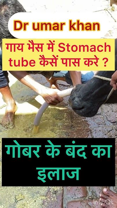 Impaction Of Rumen L Dr Umar Khan Youtube