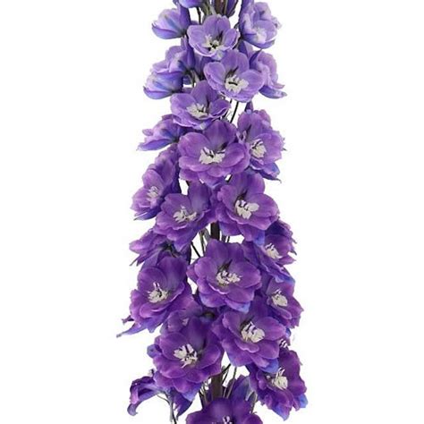 Delphinium Dewi Rome 80cm Wholesale Dutch Flowers And Florist Supplies Uk