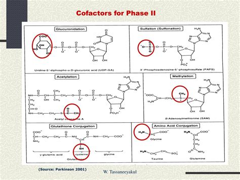 Ppt Metabolism Biotransformation Of Toxicants Powerpoint