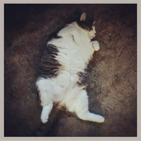 Meet Vicki Chambers Canvasrebel Magazine