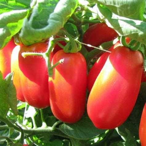 Tomato San Marzano Plants For Patio Gardens