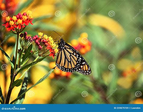 Migrating Monarch Butterfly In Autumn Garden Stock Image Image Of