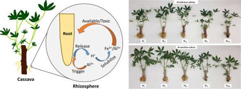Moderate Al Level Triggered Root Proton Release And Enhanced Fe