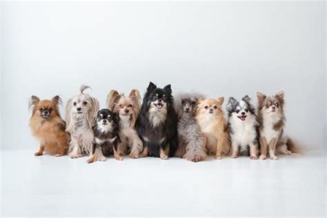 ワクチン接種前の子犬は先住犬と接触させてもいい？多頭飼いを始める前の注意点についても 馬肉専門店【安井商店】sonaeそなえ