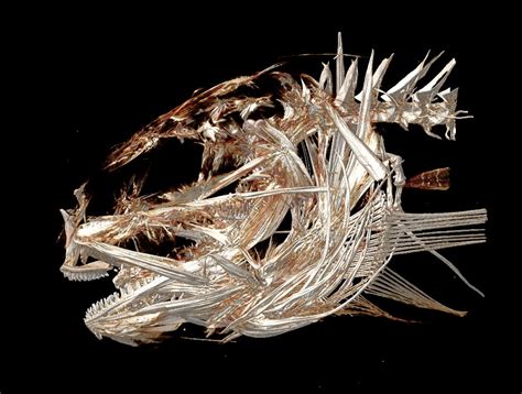 Skull And Some Axial Skeleton Of The Deepest Fish In The Sea By