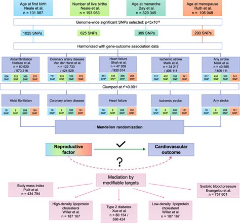 Sex‐specific Reproductive Factors Augment Cardiovascular Disease Risk