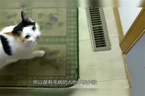 猫咪走出了“正宗”猫步，走路的时候步伐六亲不认，真是可爱！