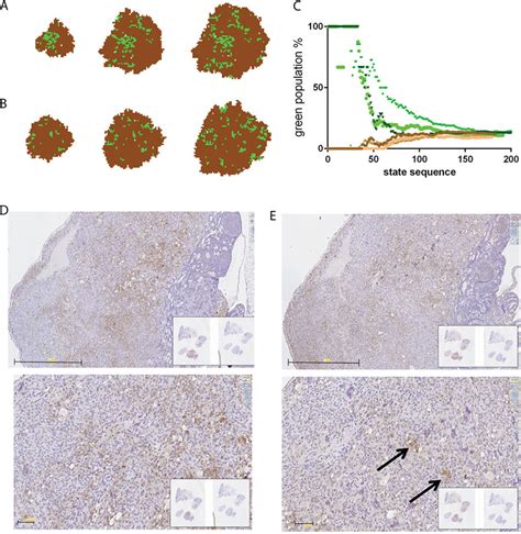 Tumor Growth Model And Localization Of Mm Cancer Cells In A Xenograft Download Scientific