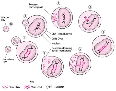 인체 면역결핍 바이러스hiv 감염 인체 면역결핍 바이러스hiv 감염 Msd 매뉴얼 일반인용