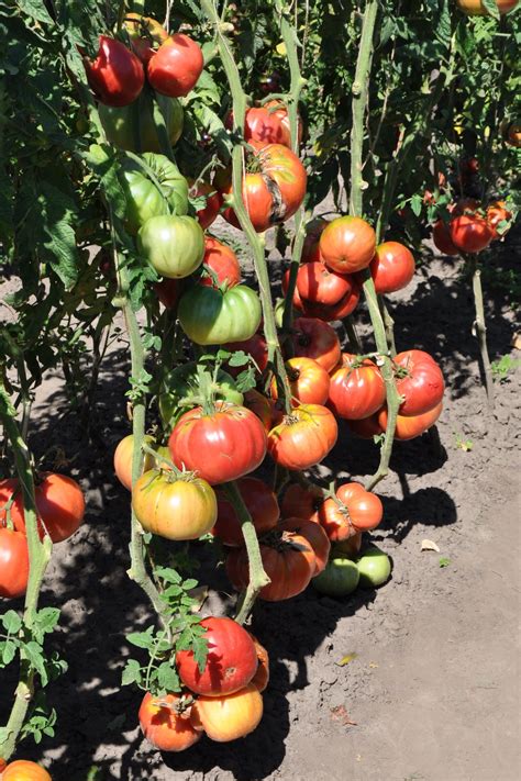 Насіння томату Мексика Mexico Tomato Pomidorki