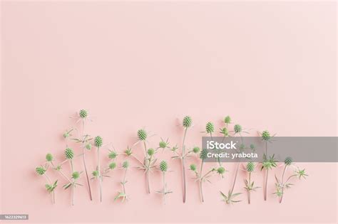 자연 꽃 최소한의 식물 스타일 섬세한 분홍색 배경에 녹색 가시가 많은 꽃 식물 빈 공간에서 프레임 바다 호랑가시나무 또는 에링고