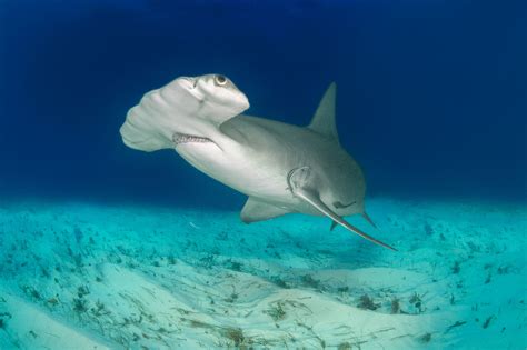 List Of Shark Species And Facts