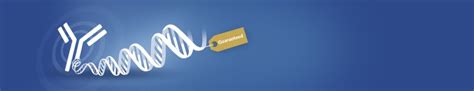 Antibody Sequencing Service Proteogenix