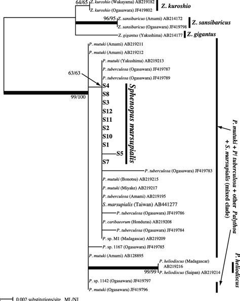 Maximum Likelihood Ml Tree Of An Alignment Of Mitochondrial