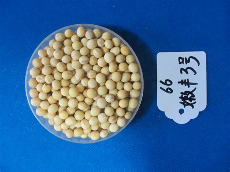 Soybean Item
