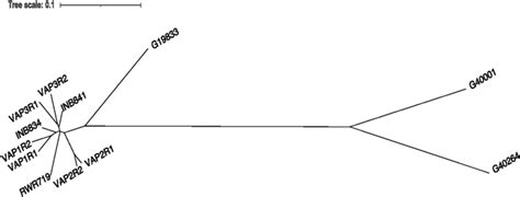 Relatedness Tree Based On The Distance Matrix Between The Interspecific Download Scientific