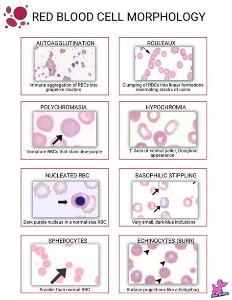 Veterinary Hematology Digital Reference Guide Hematology Medical