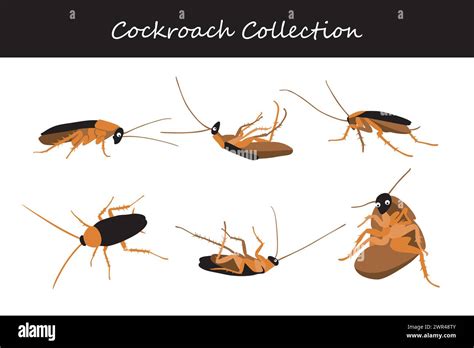 Cockroach Vector Illustration Set Cute Cockroach Isolated On White