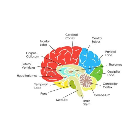 Brain Anatomy Cross Section Stock Illustration Illustration Of