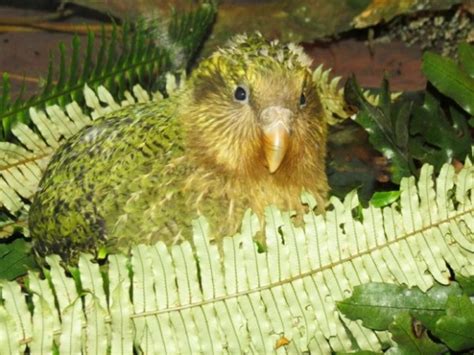 Rock Star Kākāpō Chicks Attract Adoring Fans Conservation Blog