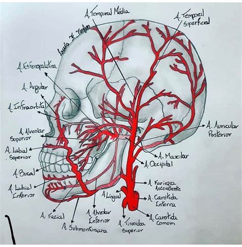 Arterias De La Cabeza Y Cuello Artofit