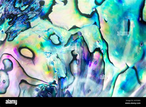 Abalone Shell Texture