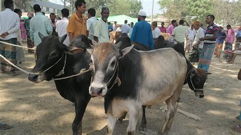 গরুর হাট কোরবানির গরুহঠাৎ করে গরুর দাম অনেক কম আমদানি বেশি নওগাঁ