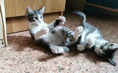 Чем кормить котенка 2 месяца натуральный или сухой корм Сколько корма давать