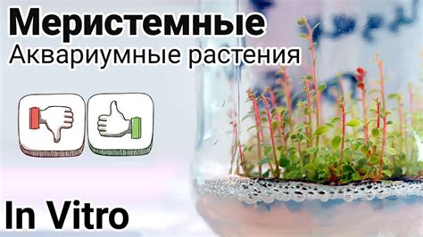 Меристемные растения для аквариума. Аквариумные растения в питательном ...