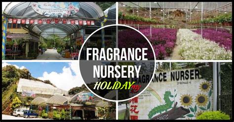 Fragrance Nursery Cameron Highlands Cameron Highlands Online 2025