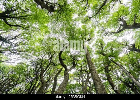Bosque De Hayas Australes Lenga Nothofagus Pumilio El Chalten Parque Nacional Los