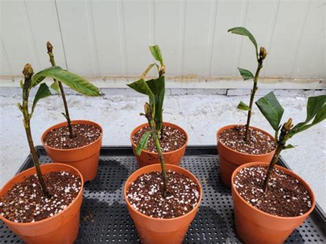 비파나무 비파 알아보기 비파약리작용 개량비파삽수 계량비파삽목 계량비파증식 네이버 블로그