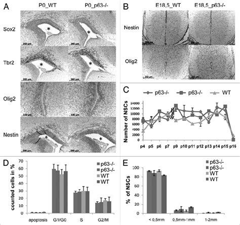 Normal Development Of Neural And Glial Progenitors In P63 Brain And Download Scientific