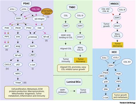 Multifaceted Collagen Ddr1 Signaling In Cancer Trends In Cell Biology