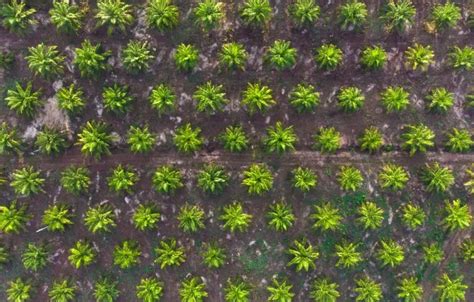 Gis In Plantation Esri Indonesia
