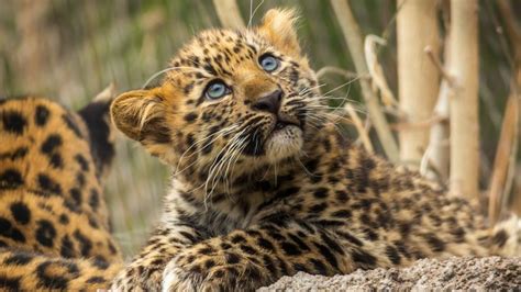 Amur Leopard